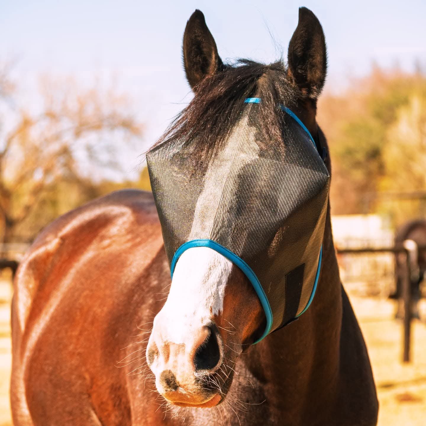 Basic Fly Mask – Arkle Equine